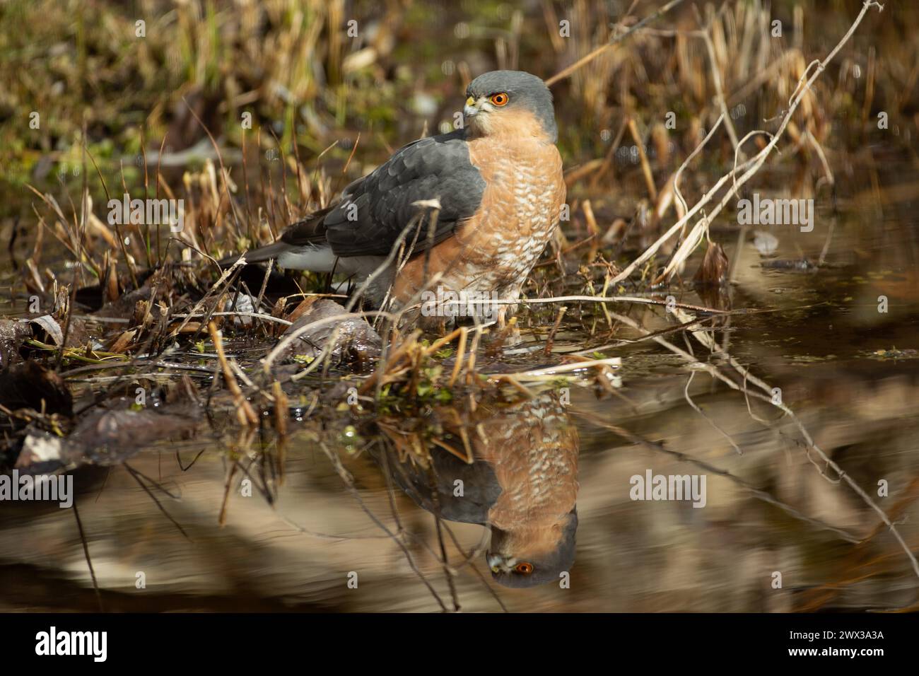 Looking back to the left hi-res stock photography and images - Alamy