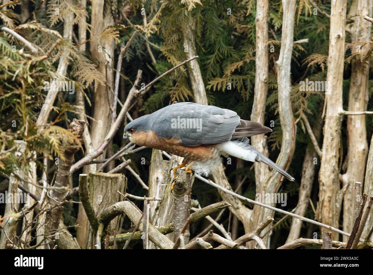Sparrowhawk garden hi-res stock photography and images - Alamy