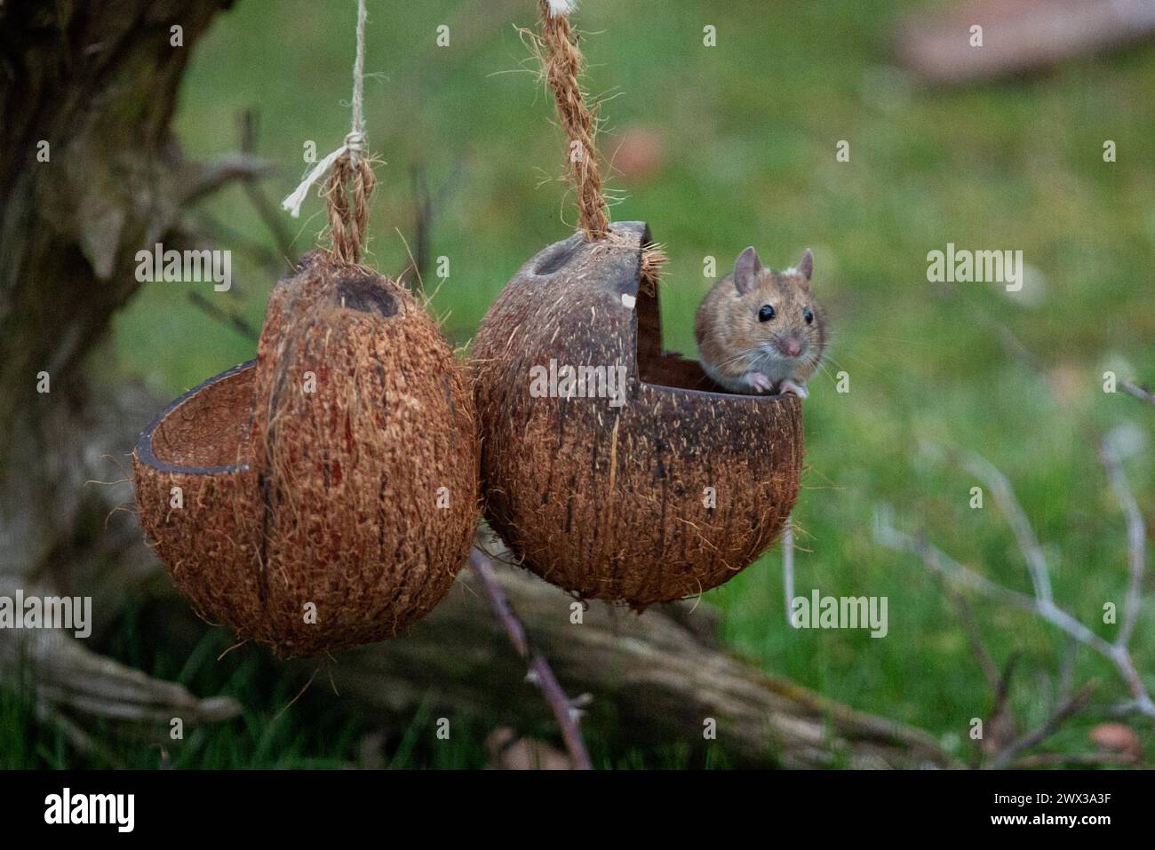 Mouse front view hi-res stock photography and images - Alamy