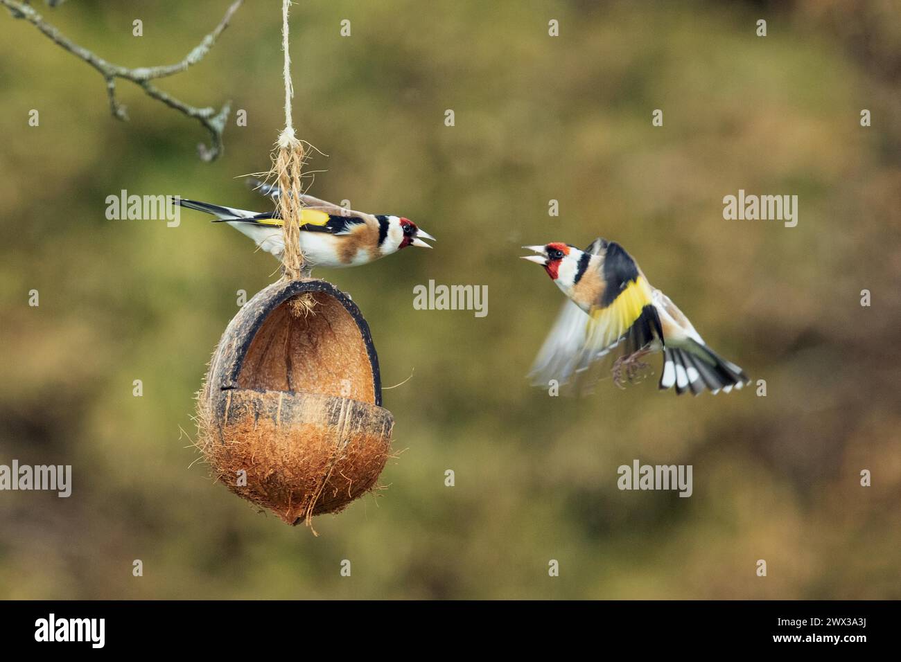 Goldfinch two birds with open wings standing on and beside feeding dish ...