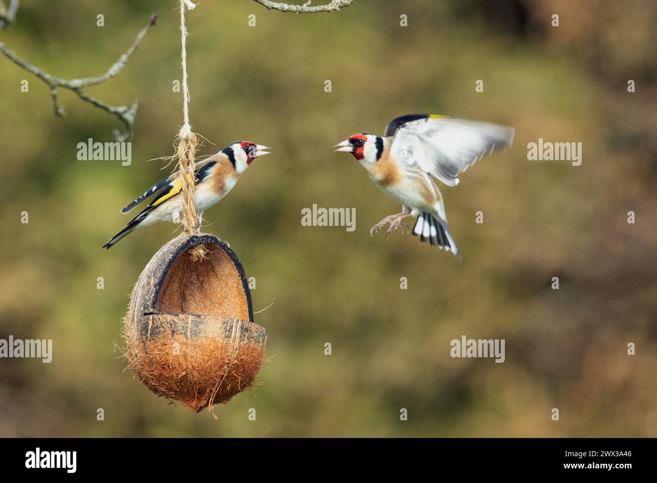 Goldfinch two birds with open wings standing on and beside feeding dish and flying fighting ...