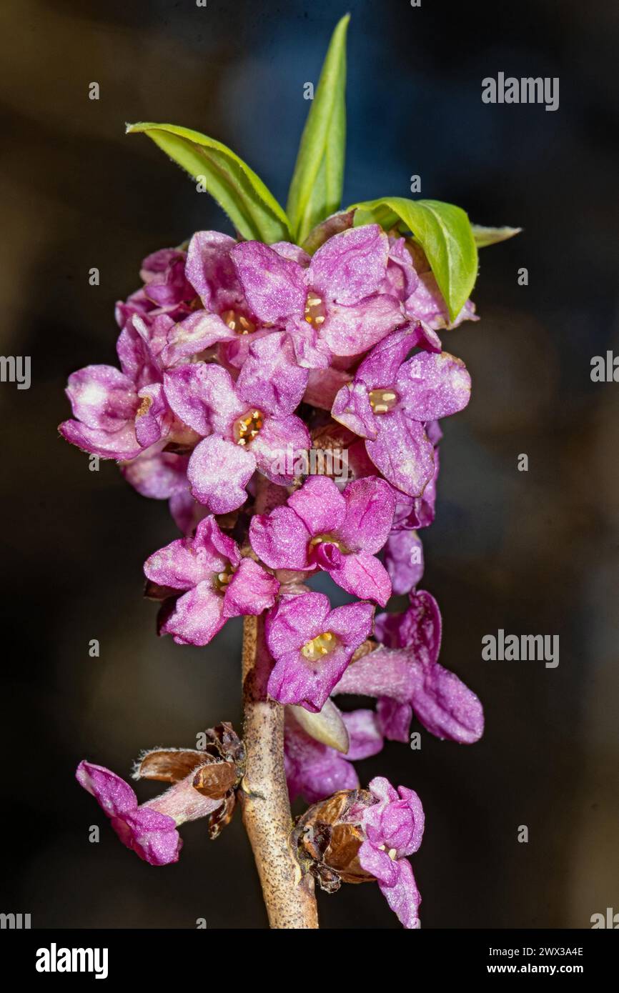 Common daphne branch with green leaves and a few open purple flowers ...