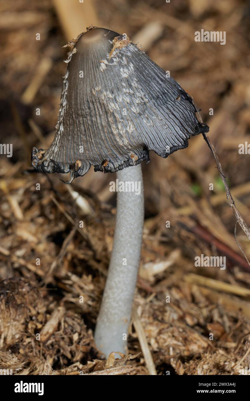 Blue stalk mushroom hi-res stock photography and images - Alamy