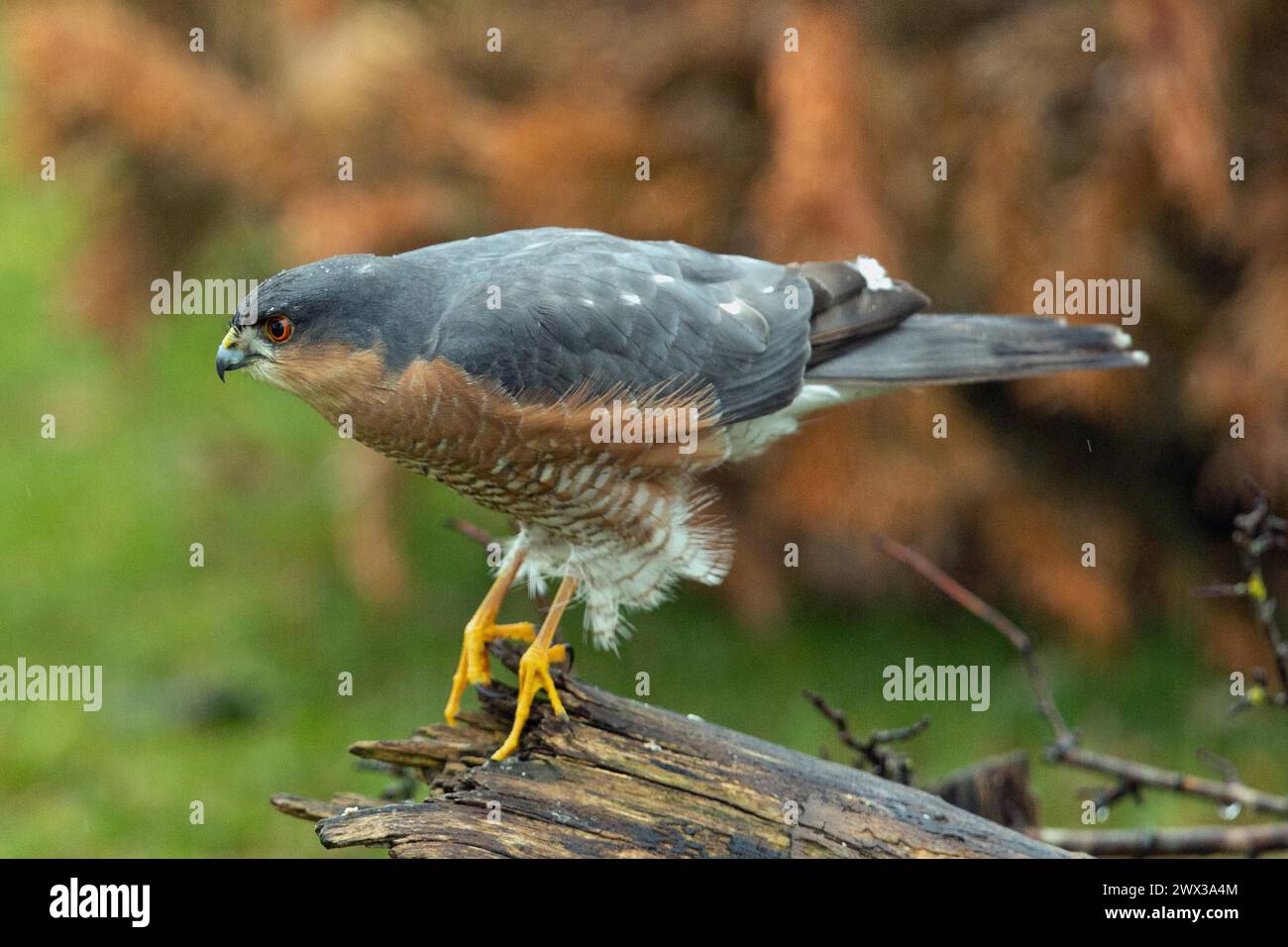 Male sparrowhawk standing on tree stump looking left Stock Photo - Alamy
