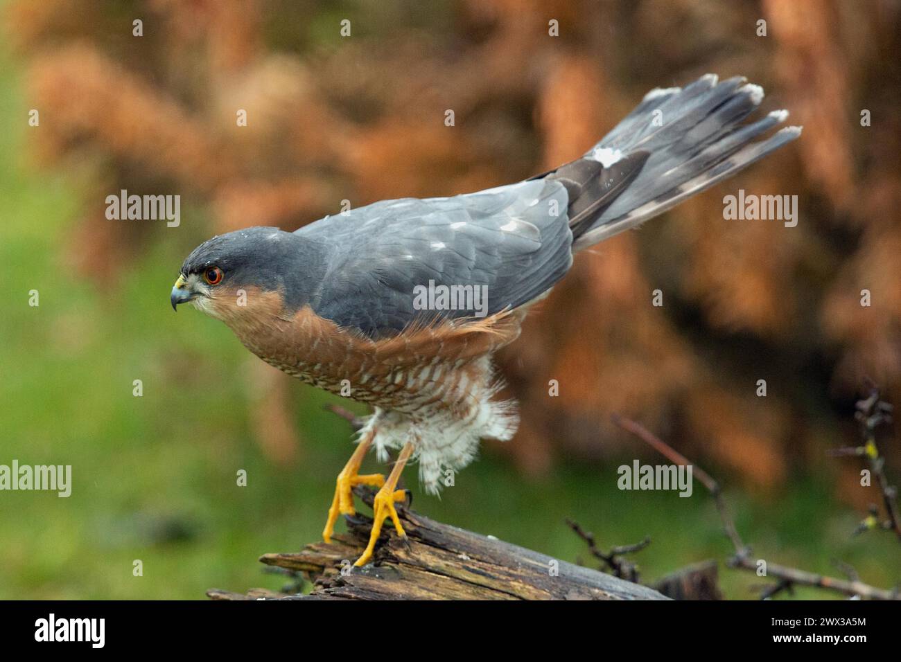 Stalk bird hi-res stock photography and images - Alamy