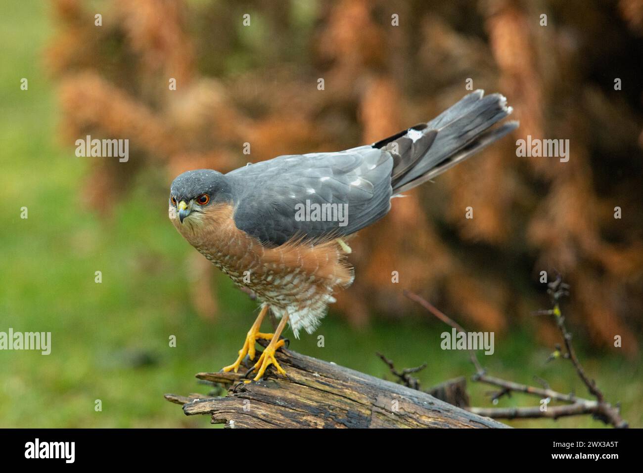 Male sparrowhawk standing on tree stump looking left Stock Photo - Alamy