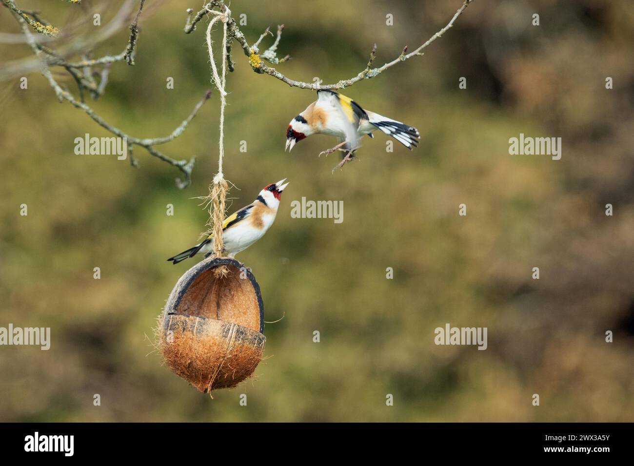 Goldfinch two birds with open wings standing on and beside feeding dish and flying fighting ...