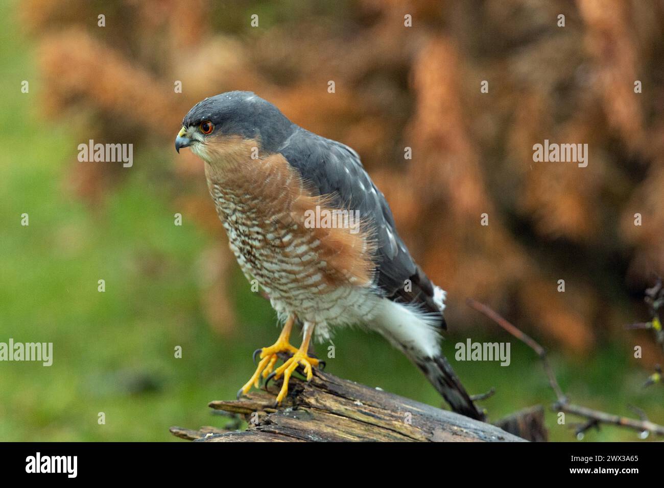 Male sparrowhawk standing on tree stump looking left Stock Photo - Alamy