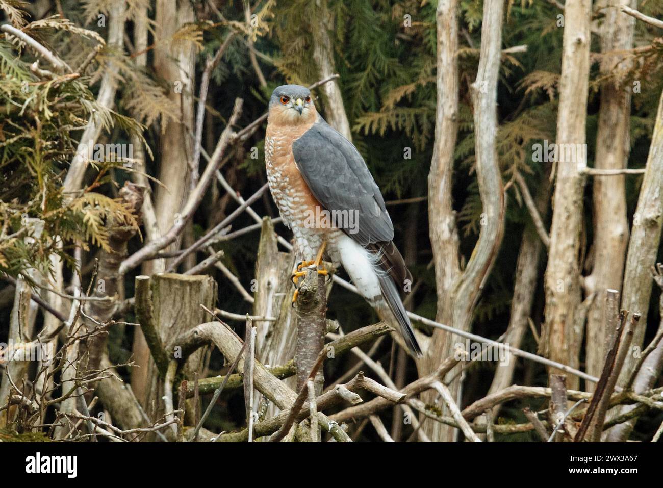 Sparrowhawk garden hi-res stock photography and images - Alamy