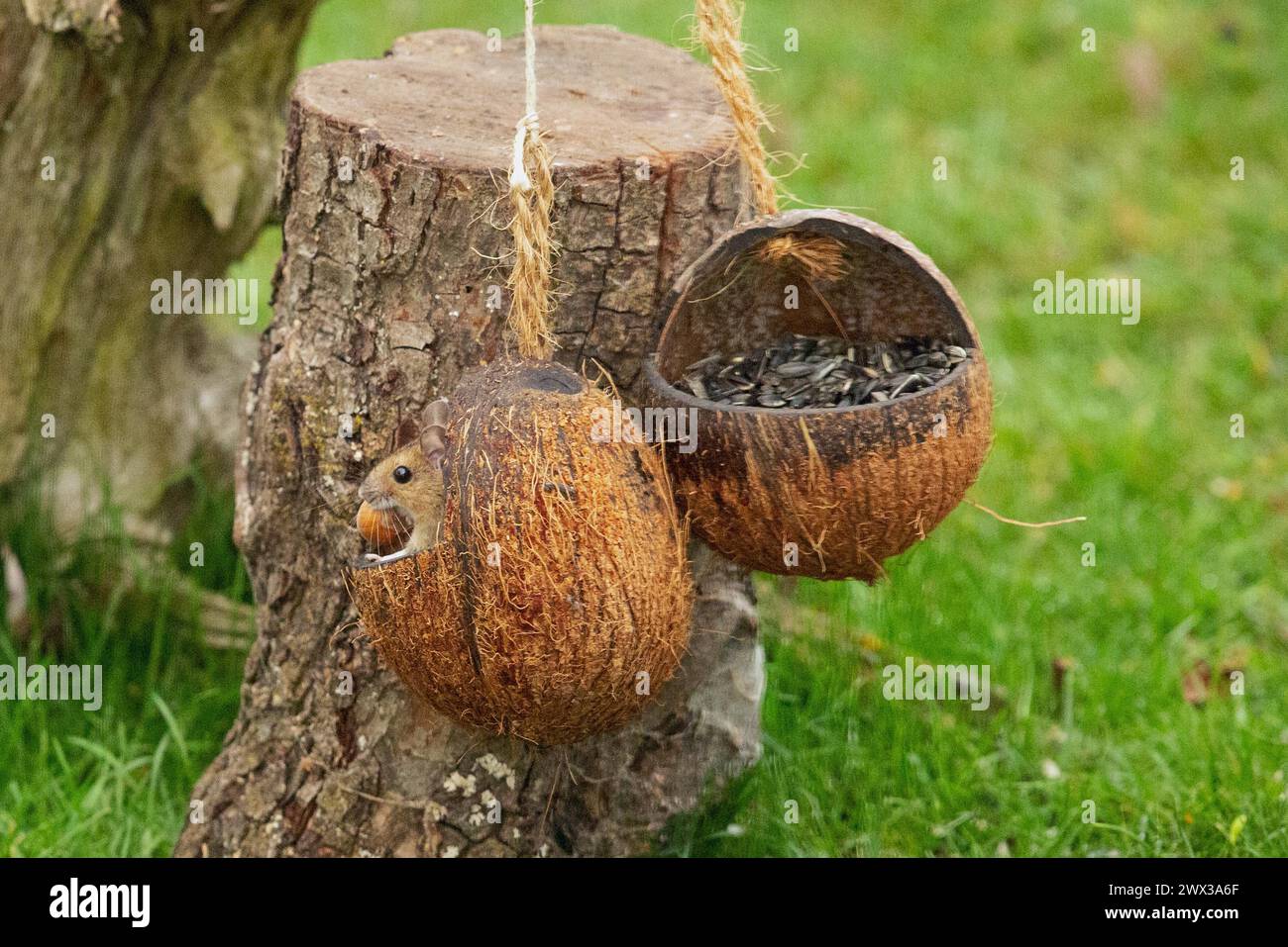 Wood mouse with nut in mouth sitting in food bowl looking left Stock ...