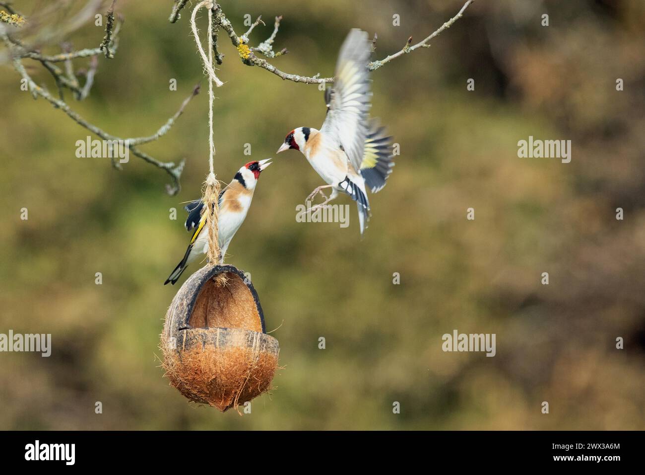 Goldfinch two birds with open wings standing on and beside feeding dish ...