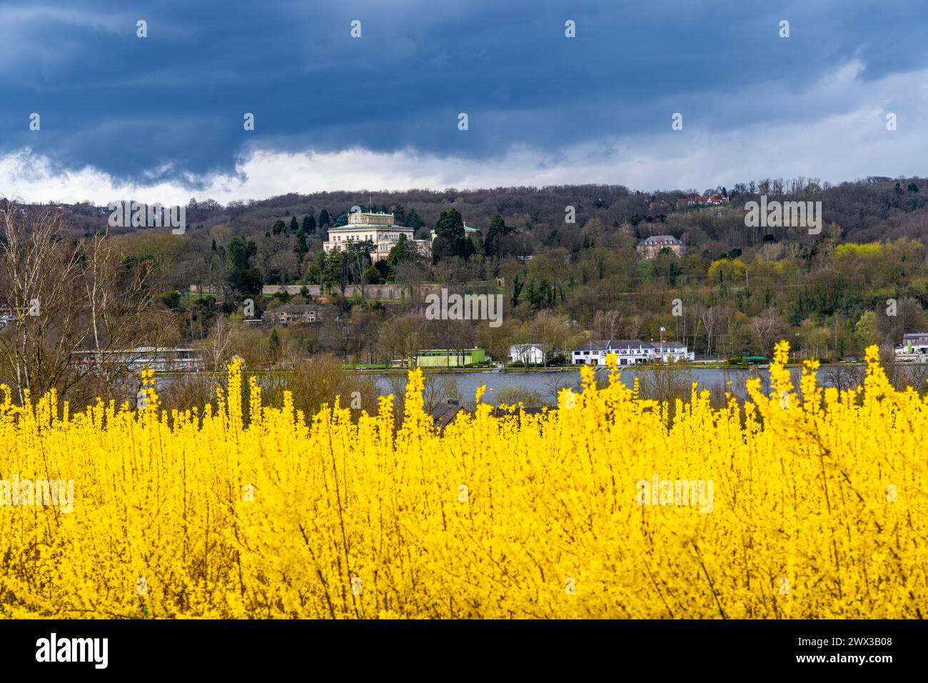 Flowering forsythia bushes, grown by a tree nursery, in Essen ...