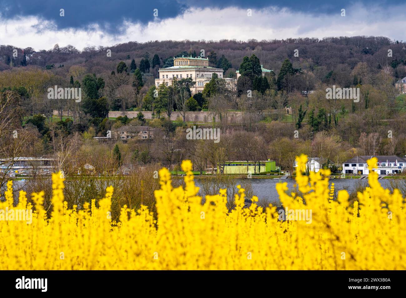 Flowering forsythia bushes, grown by a tree nursery, in Essen ...