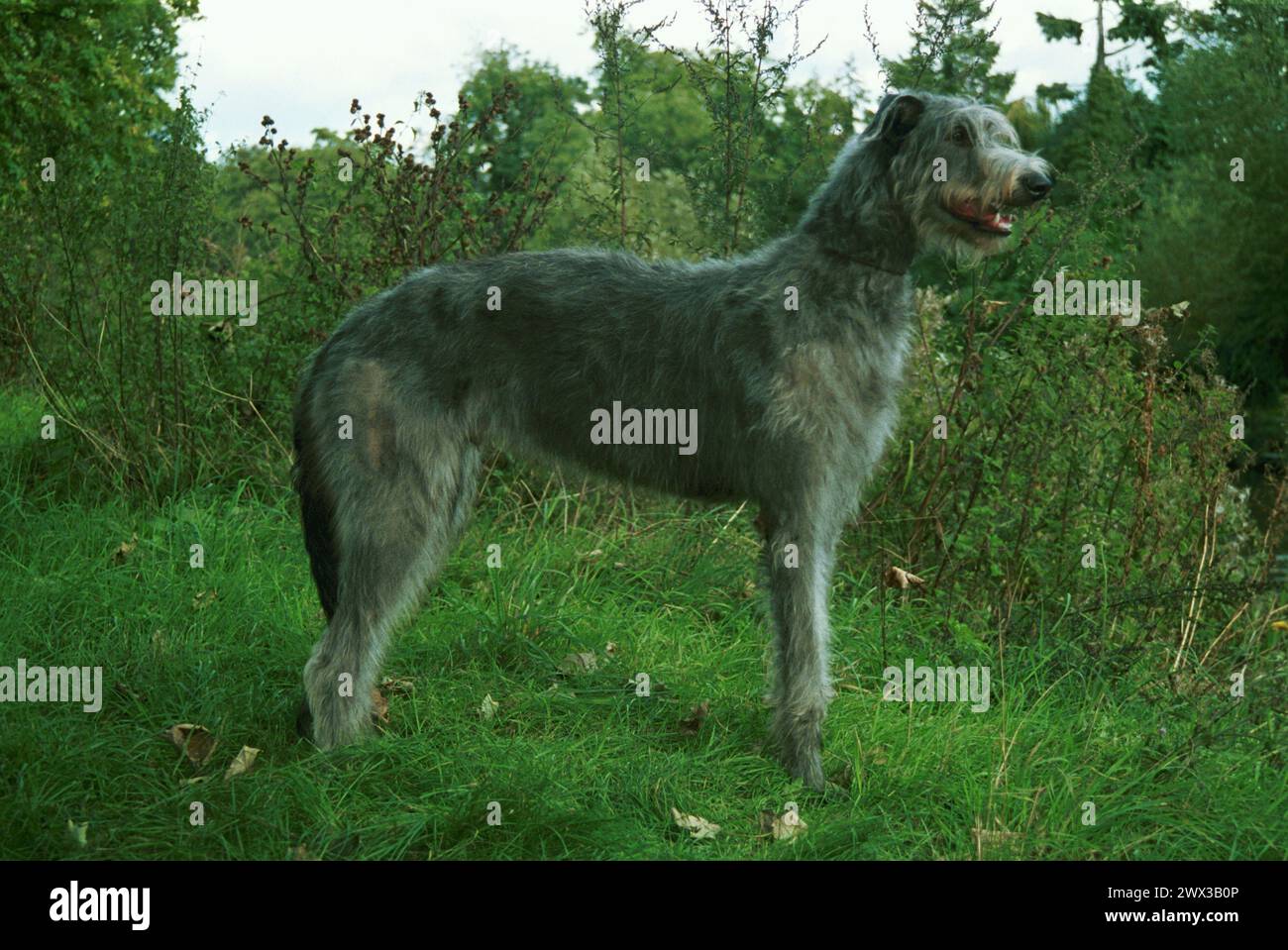 Deer breeds hi-res stock photography and images - Alamy