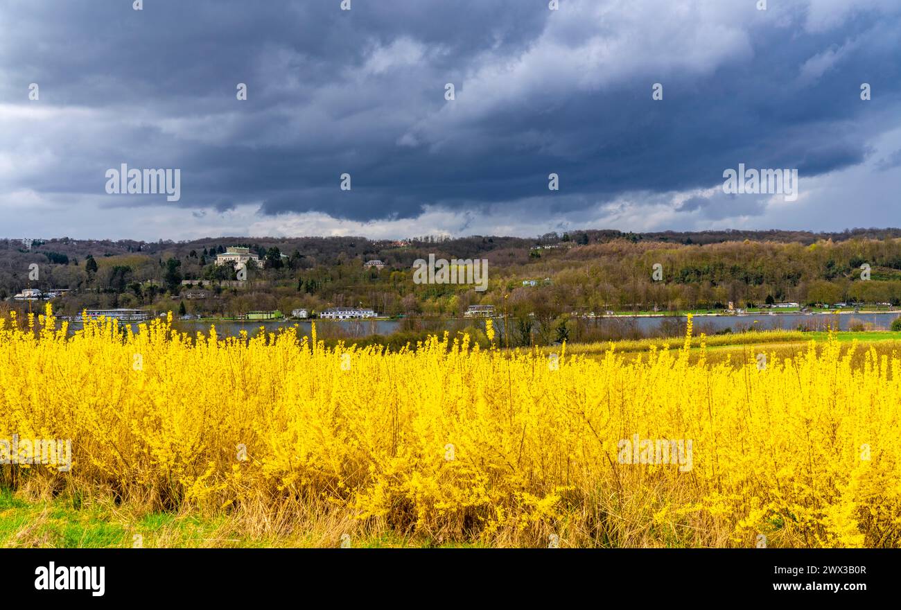 Flowering forsythia bushes, grown by a tree nursery, in Essen ...