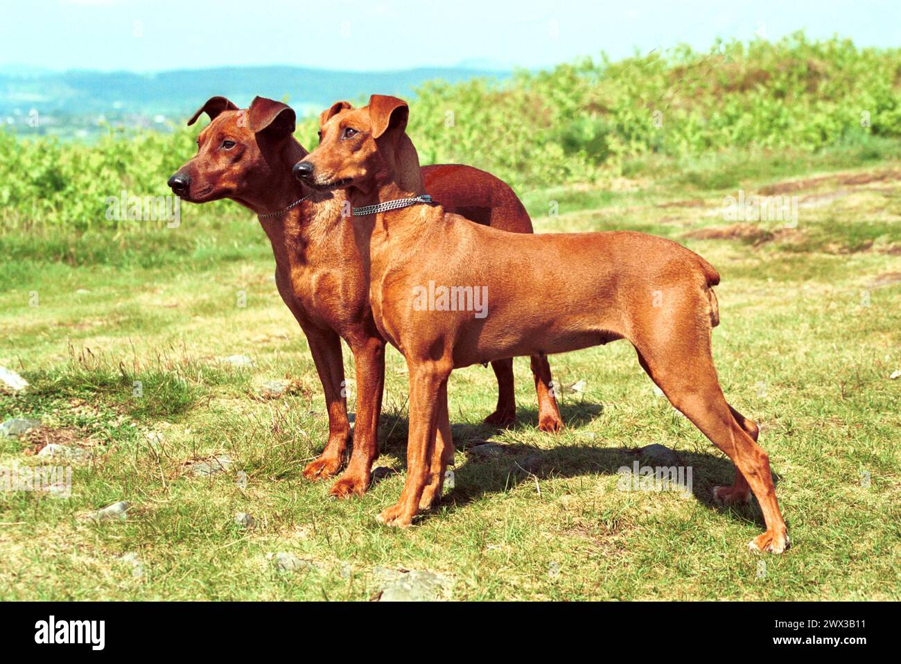 German Pinschers Red Stood Stock Photo - Alamy
