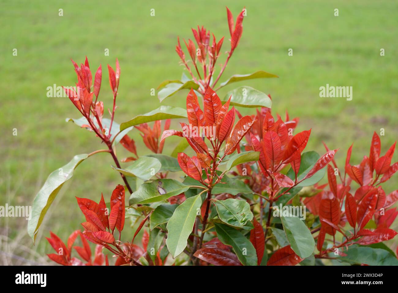 Photinia x fraseri 'Red Robin' Showing Fresh Red Growth Stock Photo - Alamy