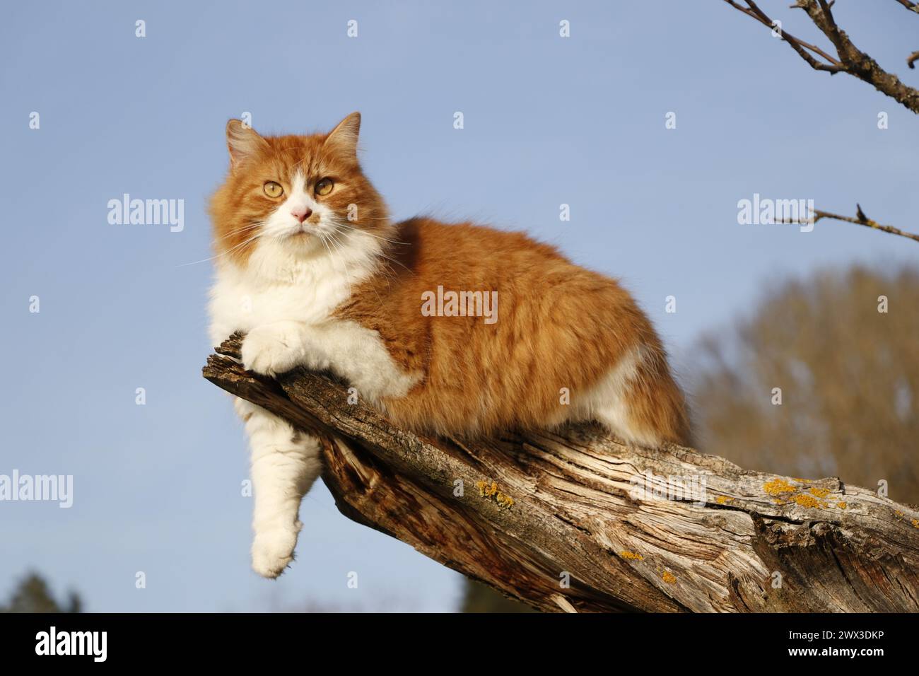 red and white long furred cat lying on a dead tree branch Stock Photo ...