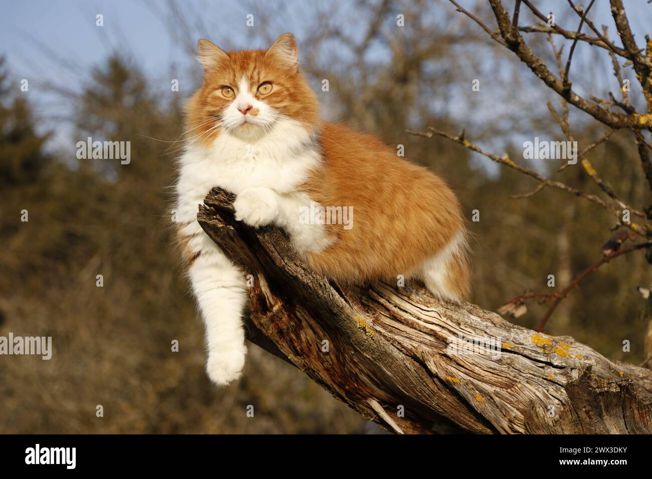 red and white long furred cat lying on a dead tree branch Stock Photo ...