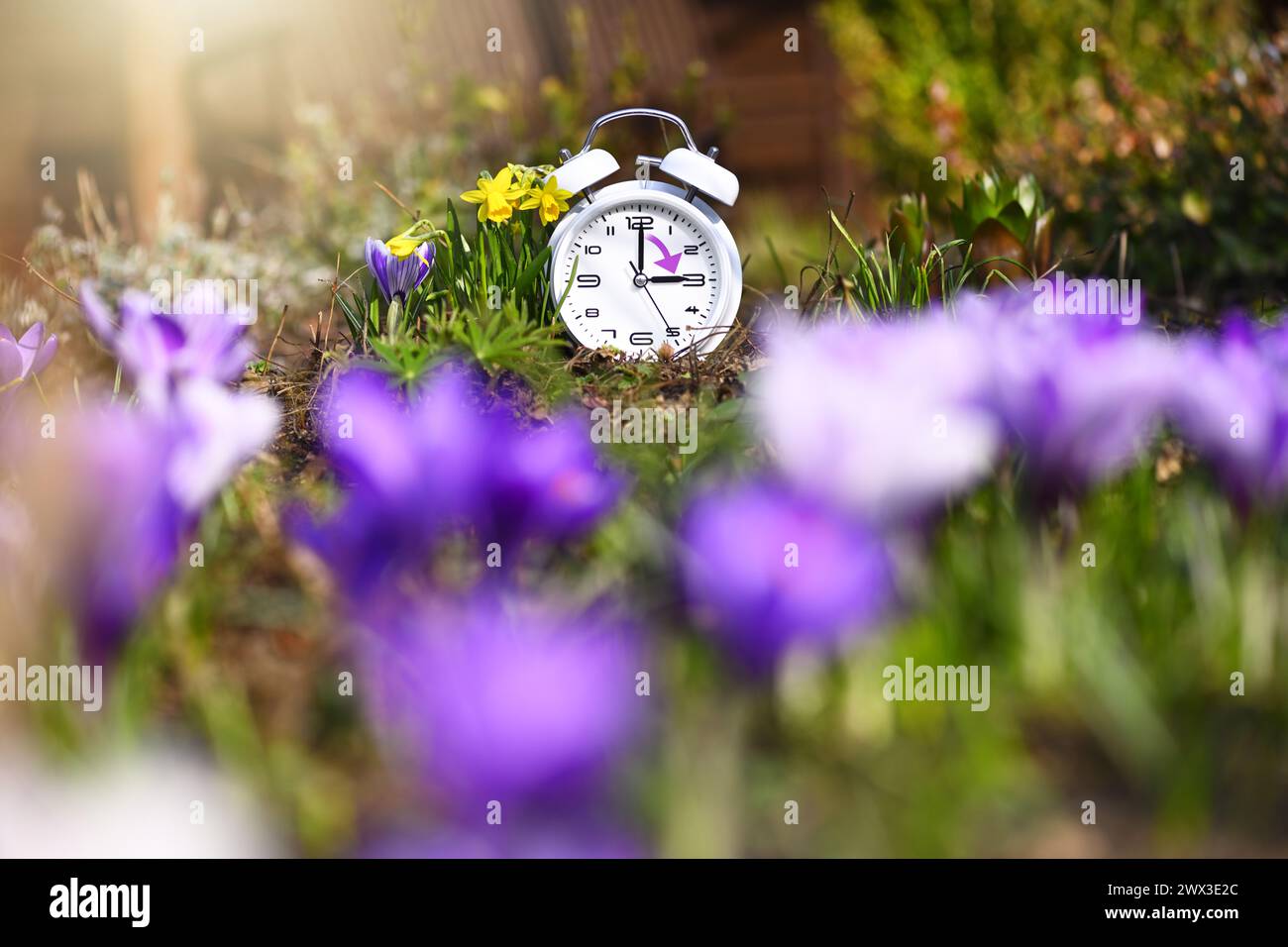 White Alarm Clock With Arrow In The Middle Of Spring Flowers, Symbolic ...