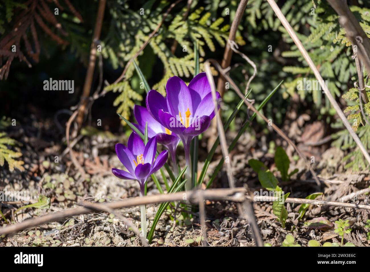 Group purple blooming crocus hi-res stock photography and images - Alamy