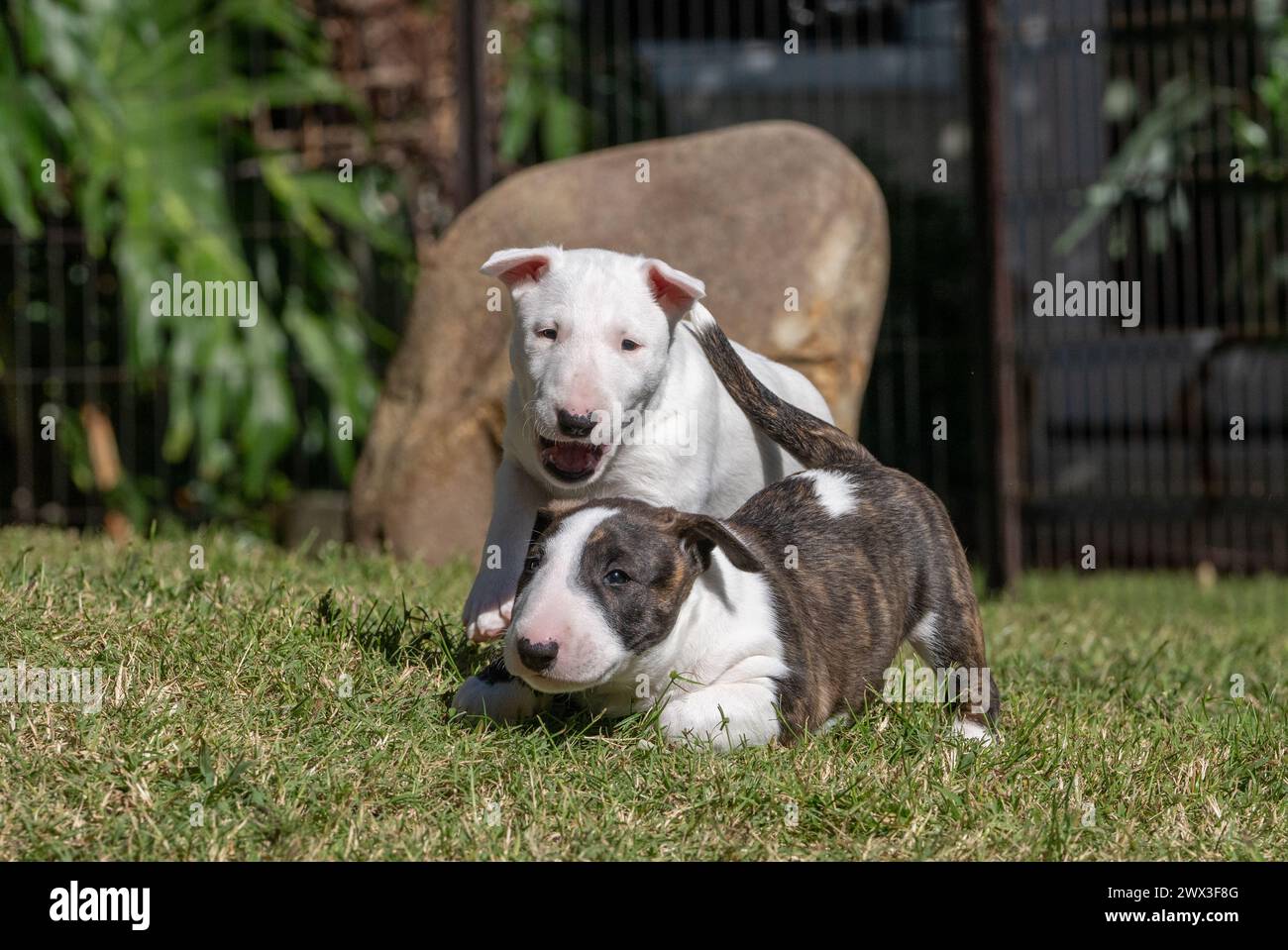 Bull terrier puppies playing in grass hi-res stock photography and ...