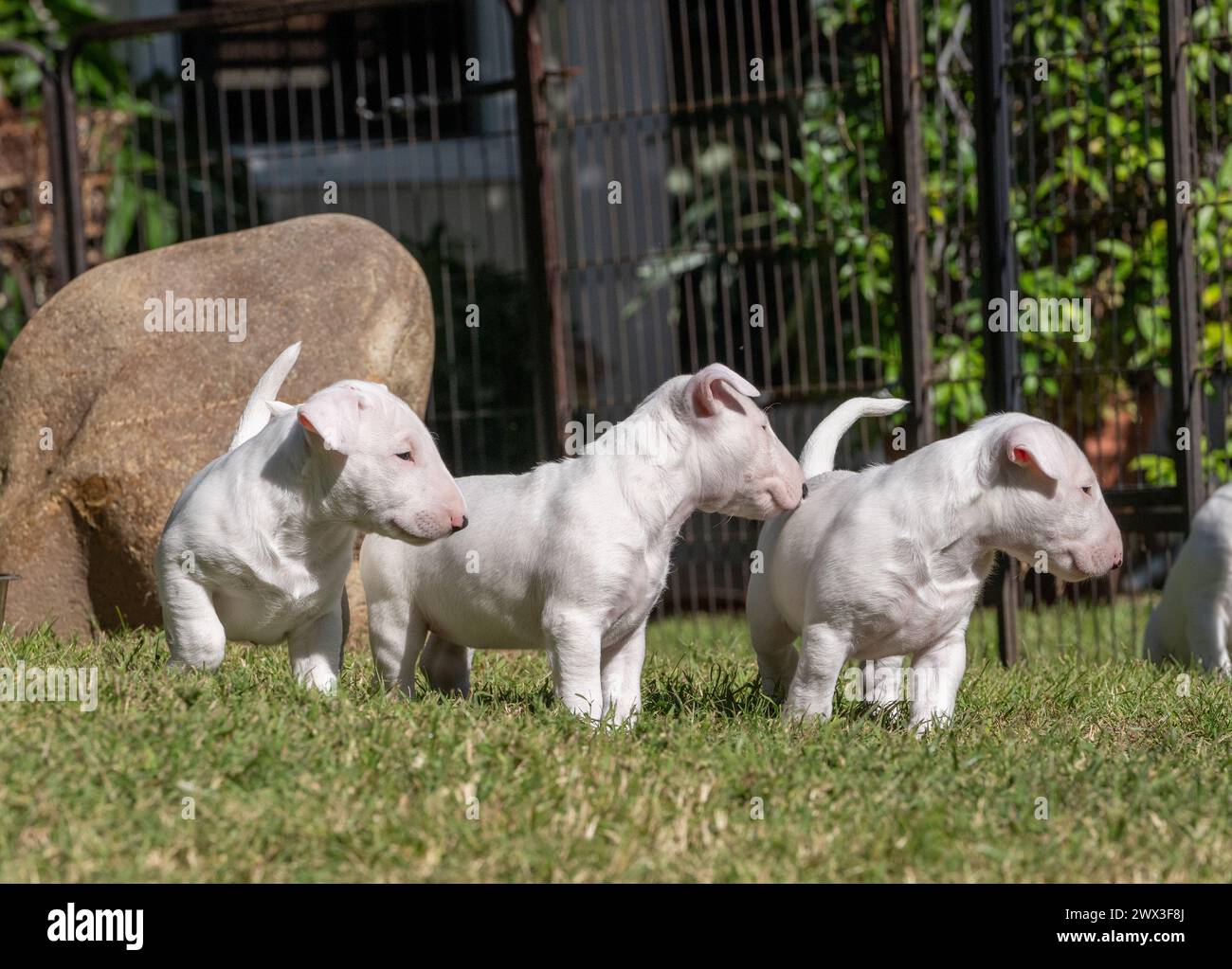 Bull terrier puppies playing in grass hi-res stock photography and ...