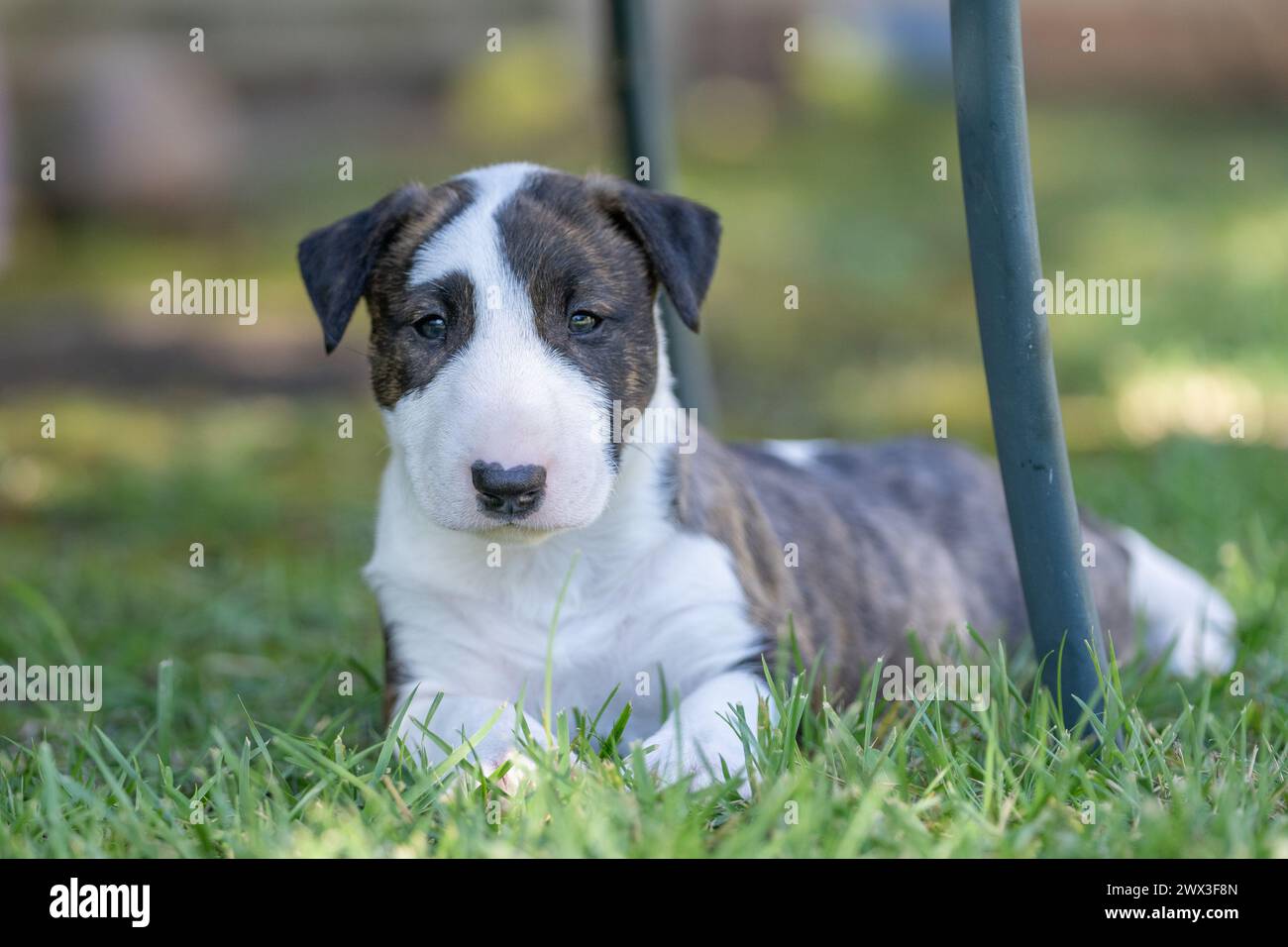Cute brindle bull terrier puppy in the grass looking at the camera ...