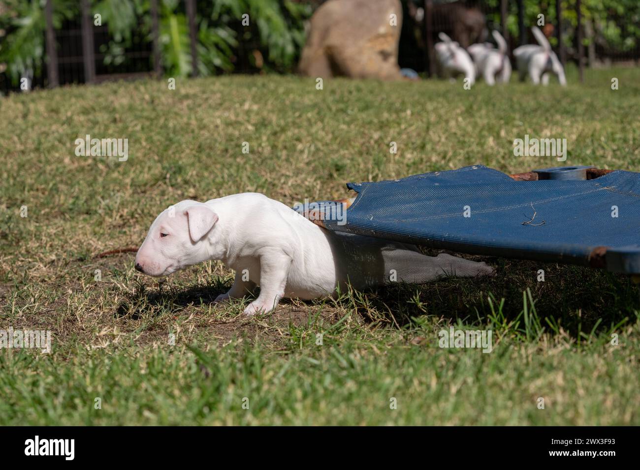Bull dog under bed hi-res stock photography and images - Alamy