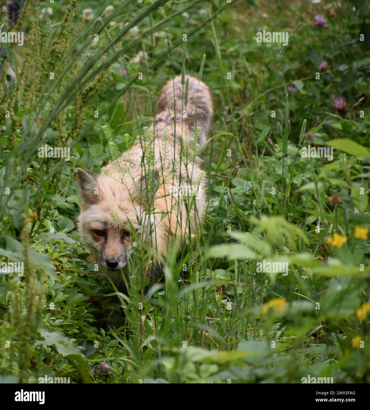 Very cute red fox prowling through weeds and grasses in the wild Stock ...