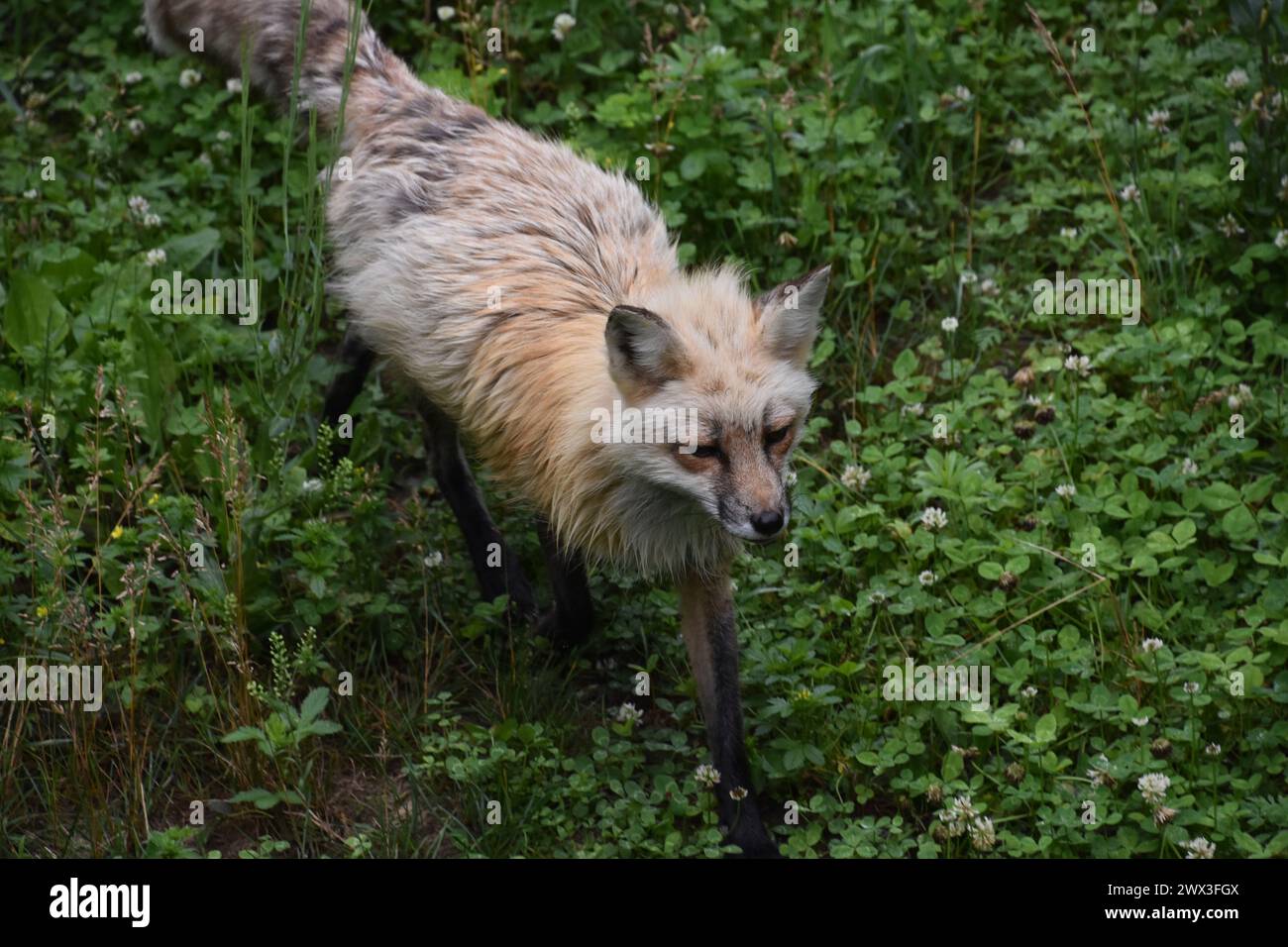Feet prowling hi-res stock photography and images - Alamy