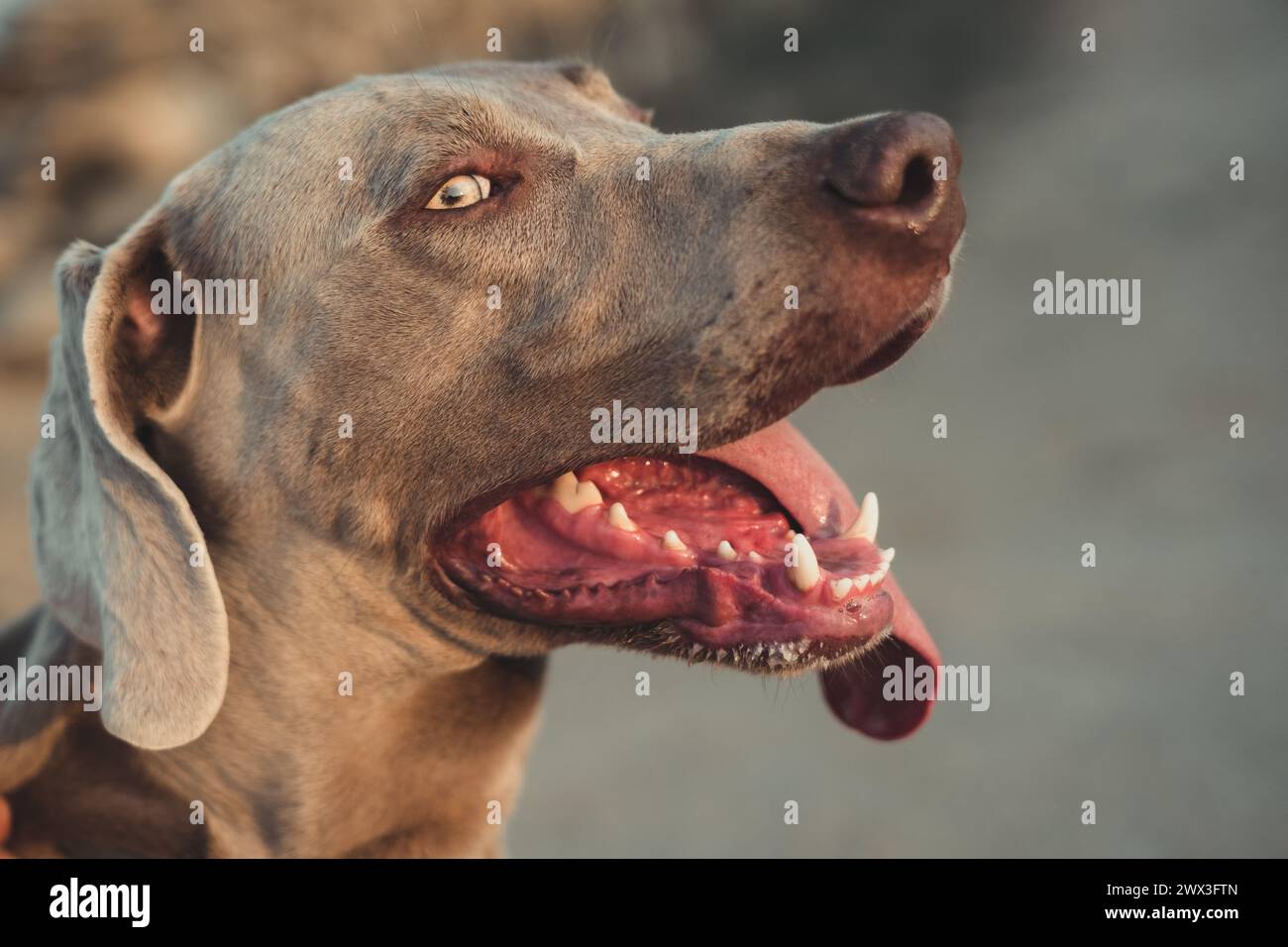 Tongue hanging out of dogs mouth hi-res stock photography and images ...