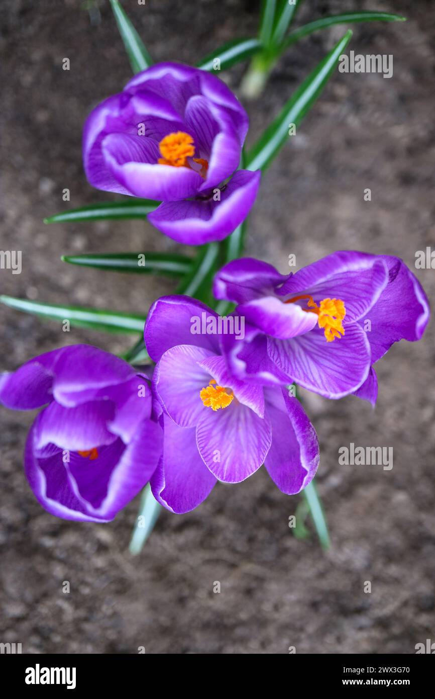Purple Crocuses with delicate petals and orange color stamens, spring ...