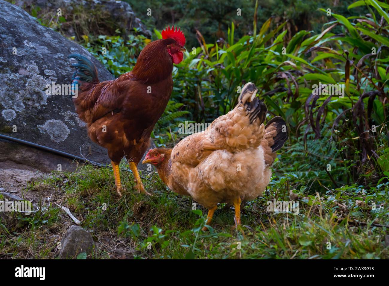Local Free Range Chickens Roaming in Organic Farm in Himalayan Village ...