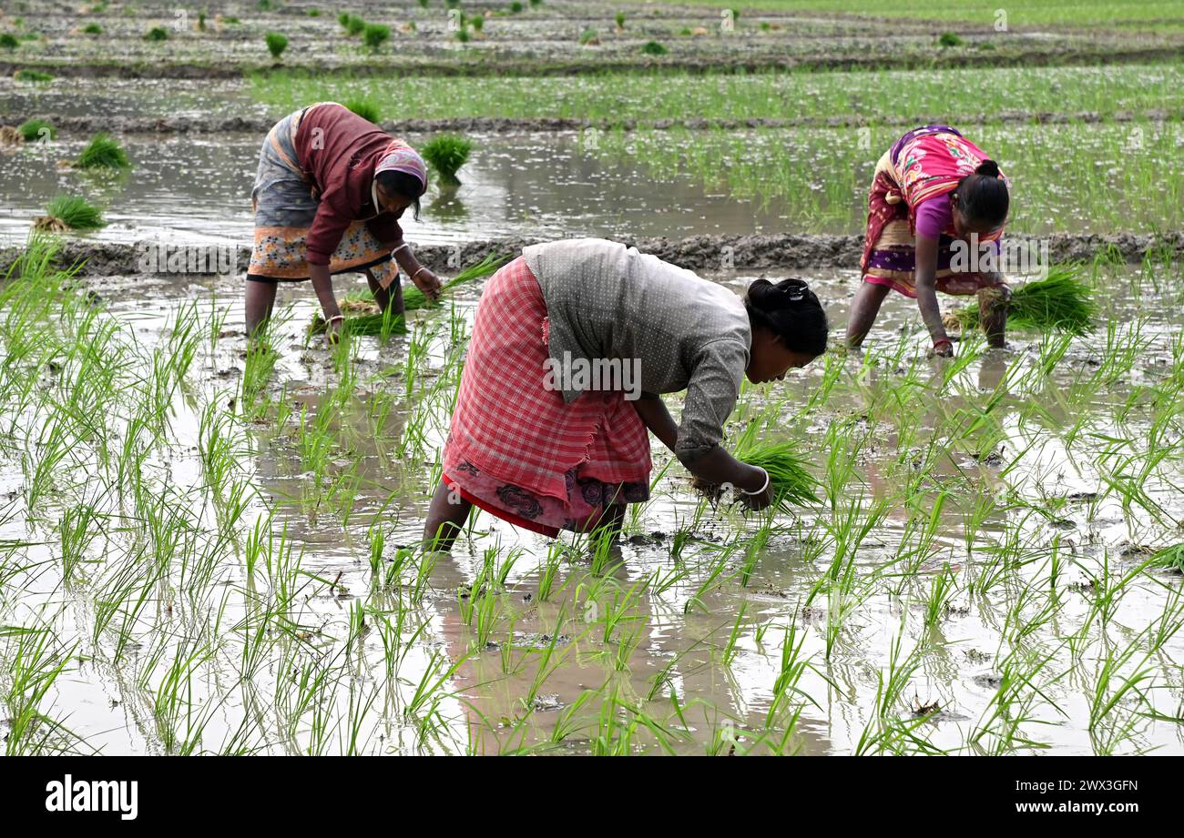 The remote village of Indian women are working in the paddy field at ...
