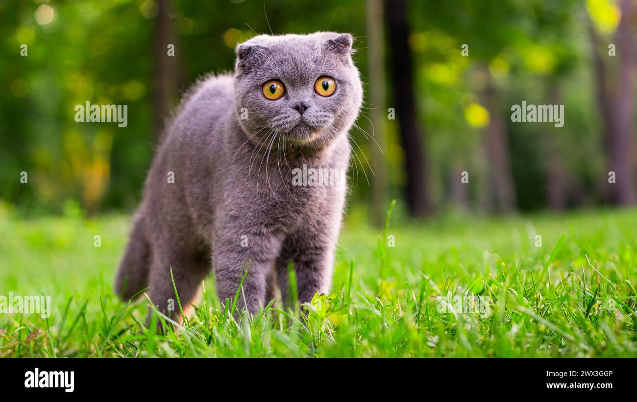 Plaid Paws: Scottish Tabby Cat Relaxing on the Lawn Stock Photo - Alamy