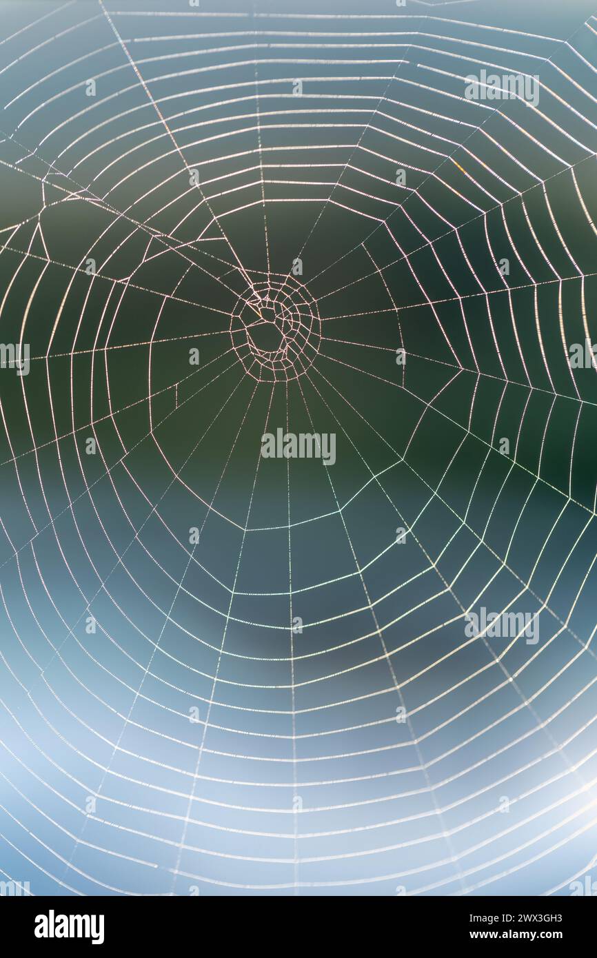 Spider web logo hi-res stock photography and images - Alamy