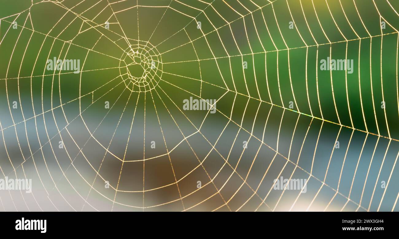 Black web lace hi-res stock photography and images - Alamy