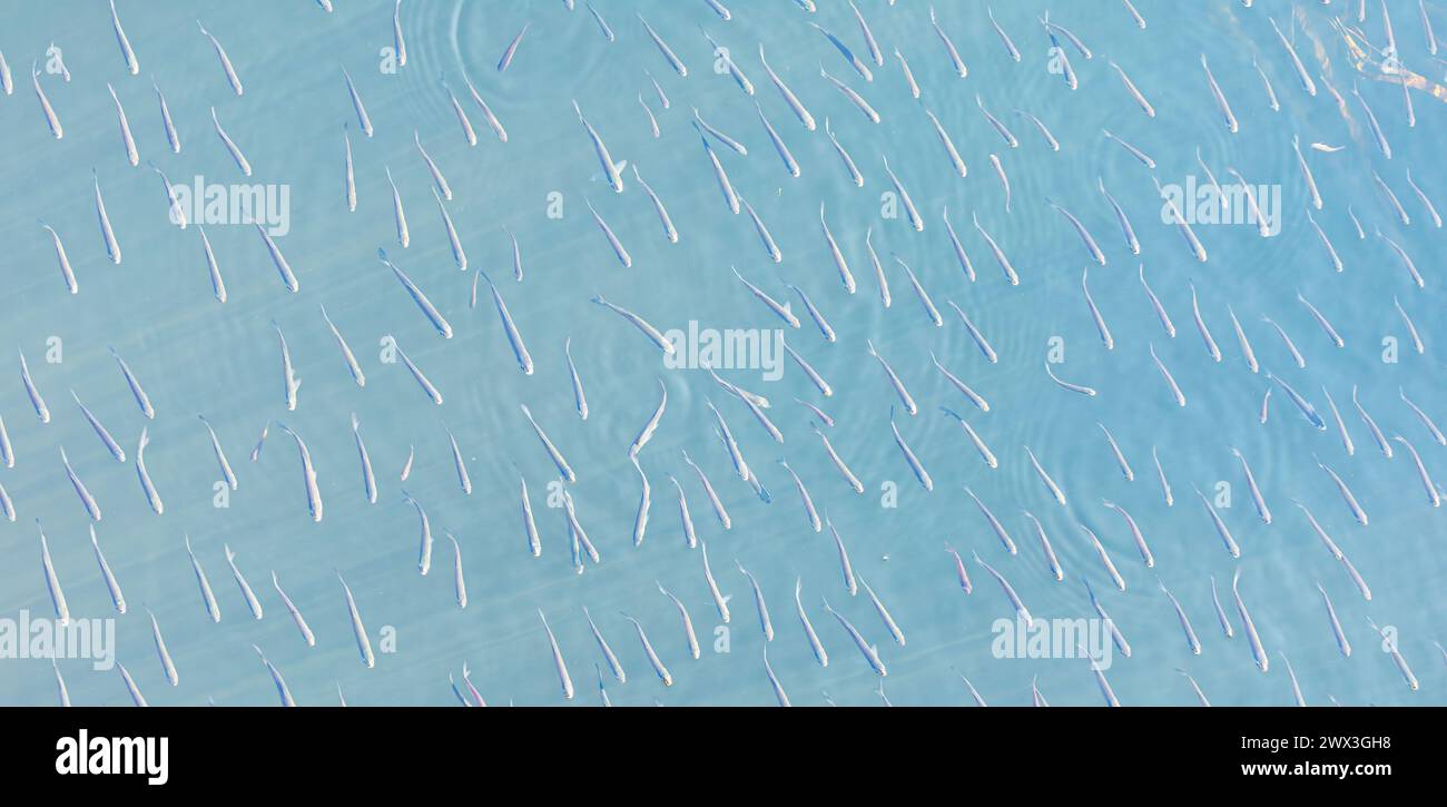 Underwater Minnows: Small Fish in Their Element Stock Photo - Alamy