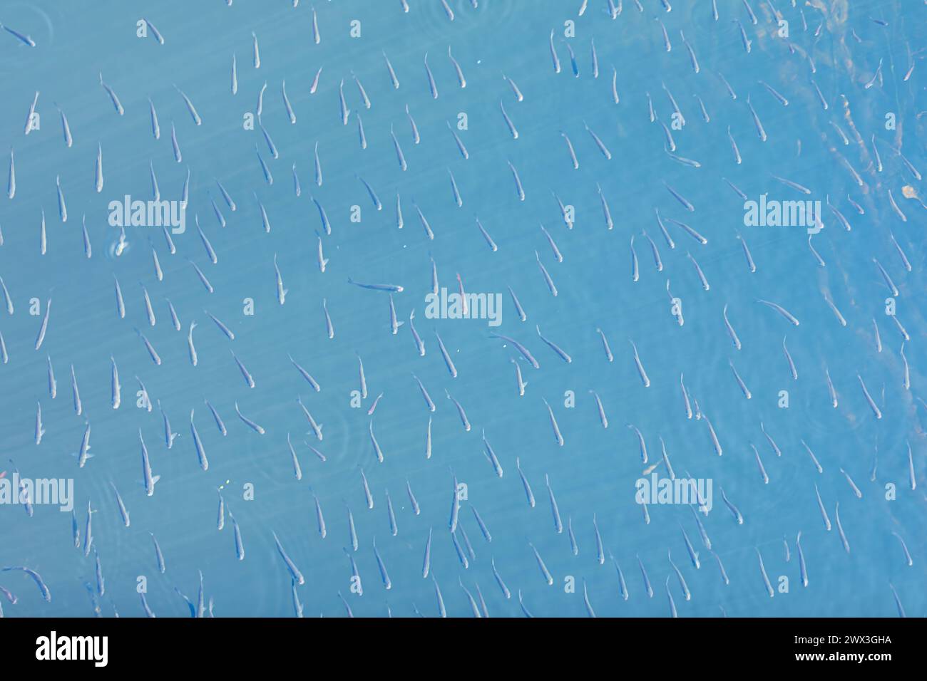 Miniature Swimmers Small Fish Glide Through Water Stock Photo Alamy