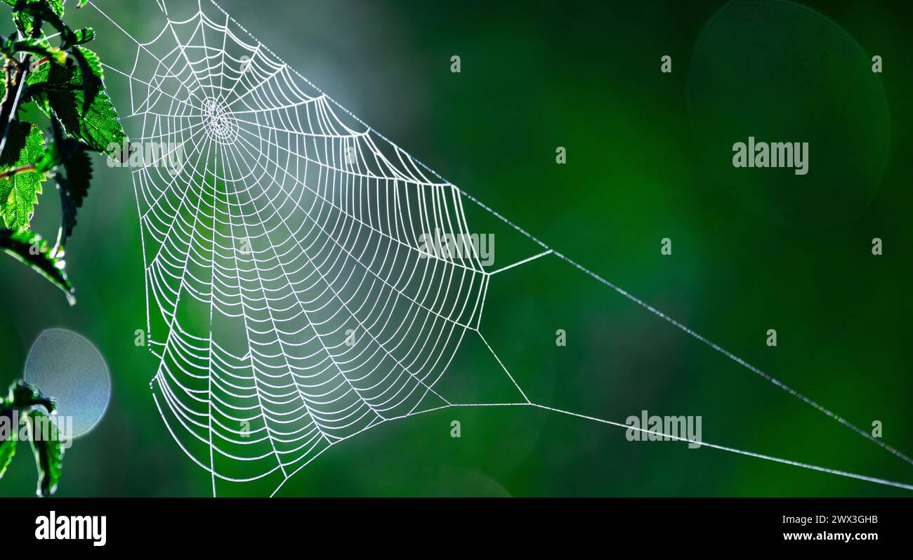 Spider web logo hi-res stock photography and images - Alamy