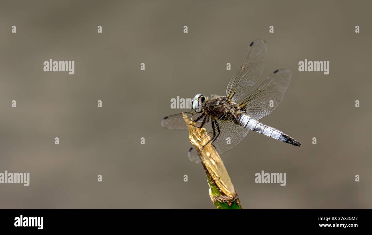 Aerial Acrobat: Dragonfly Dances in the Air Stock Photo - Alamy