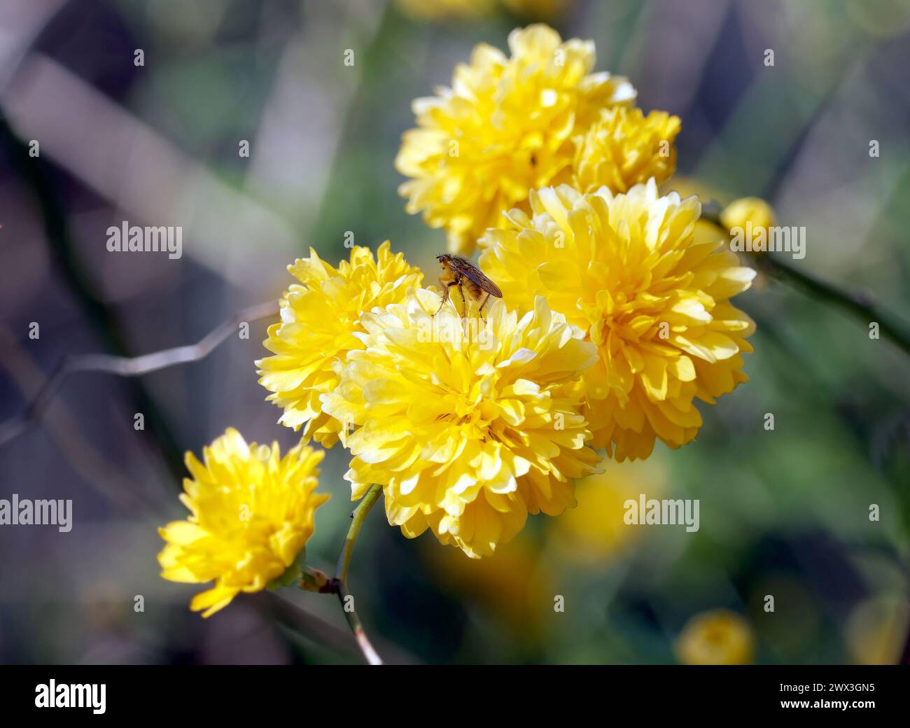 Japon garten hi-res stock photography and images - Alamy