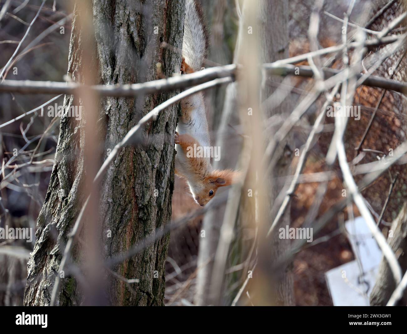 Tree damage by squirrel hi-res stock photography and images - Alamy