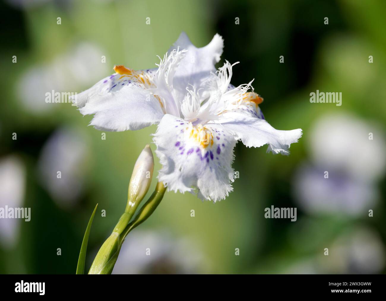 Iris japonica hi-res stock photography and images - Alamy