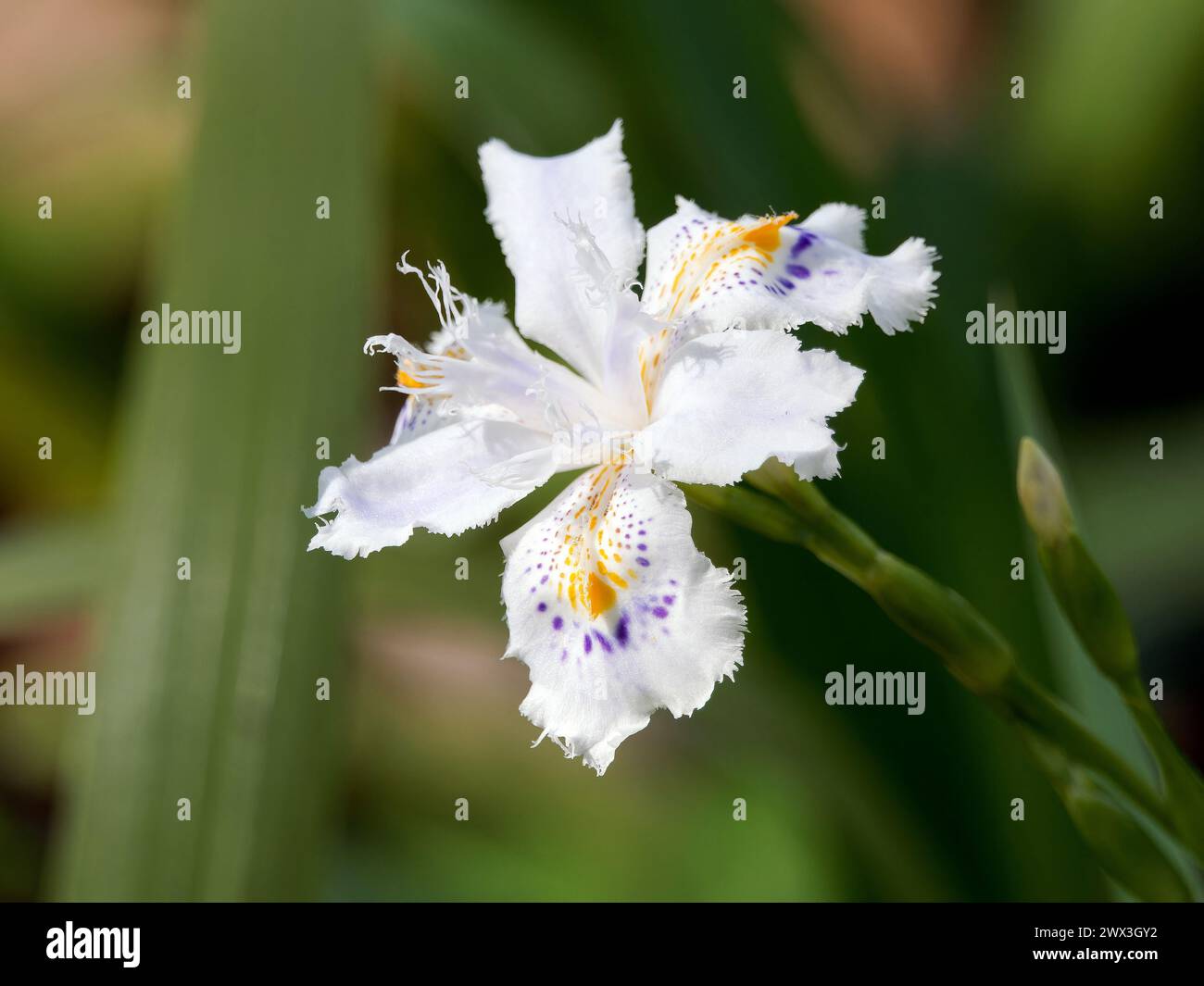 fringed iris, shaga, butterfly flower, Iris du Japon, Iris japonica, rojtos irisz, Hungary ...