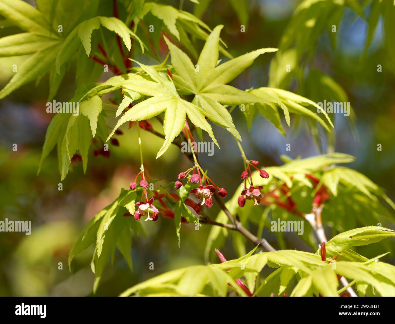 Japonais erable hi-res stock photography and images - Alamy