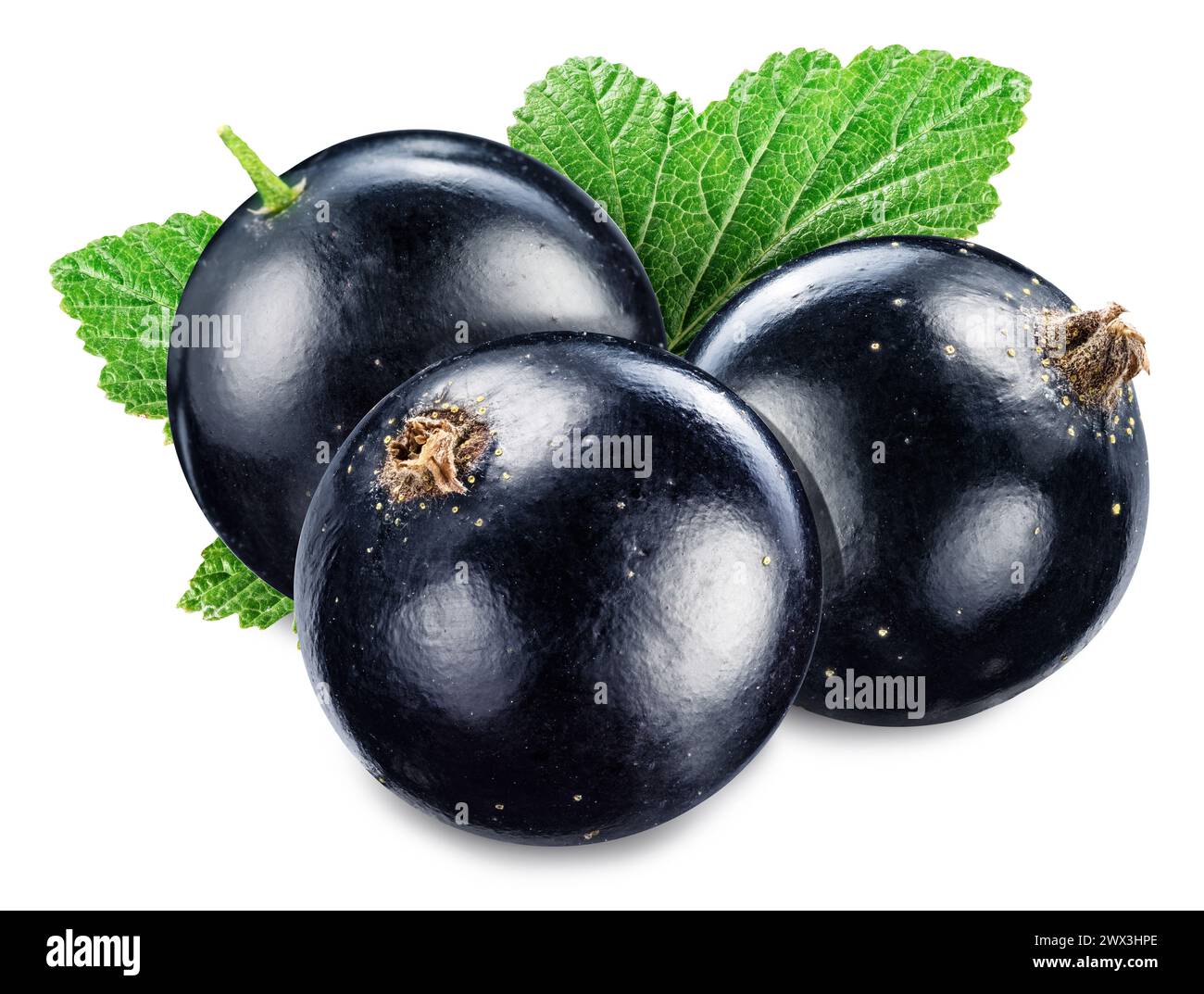 Blackcurrant berries with green leaves on white background. File ...