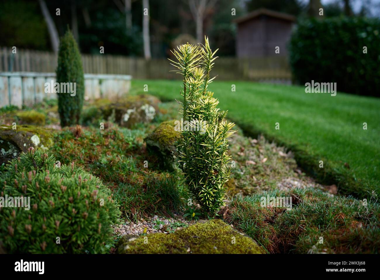 garden with trees Stock Photo - Alamy