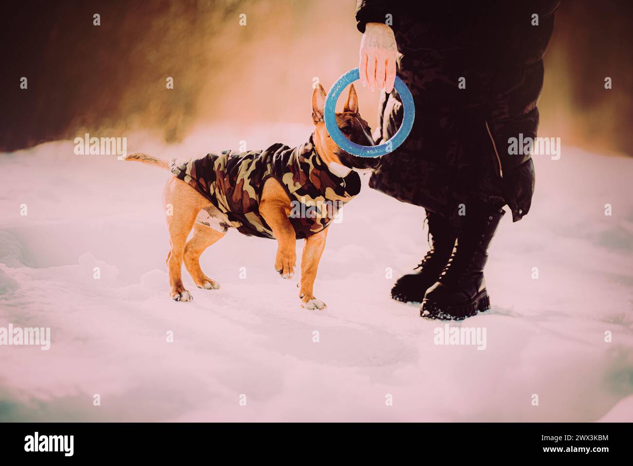 A ginger bull terrier, on a winter's day in the park, plays with its ...